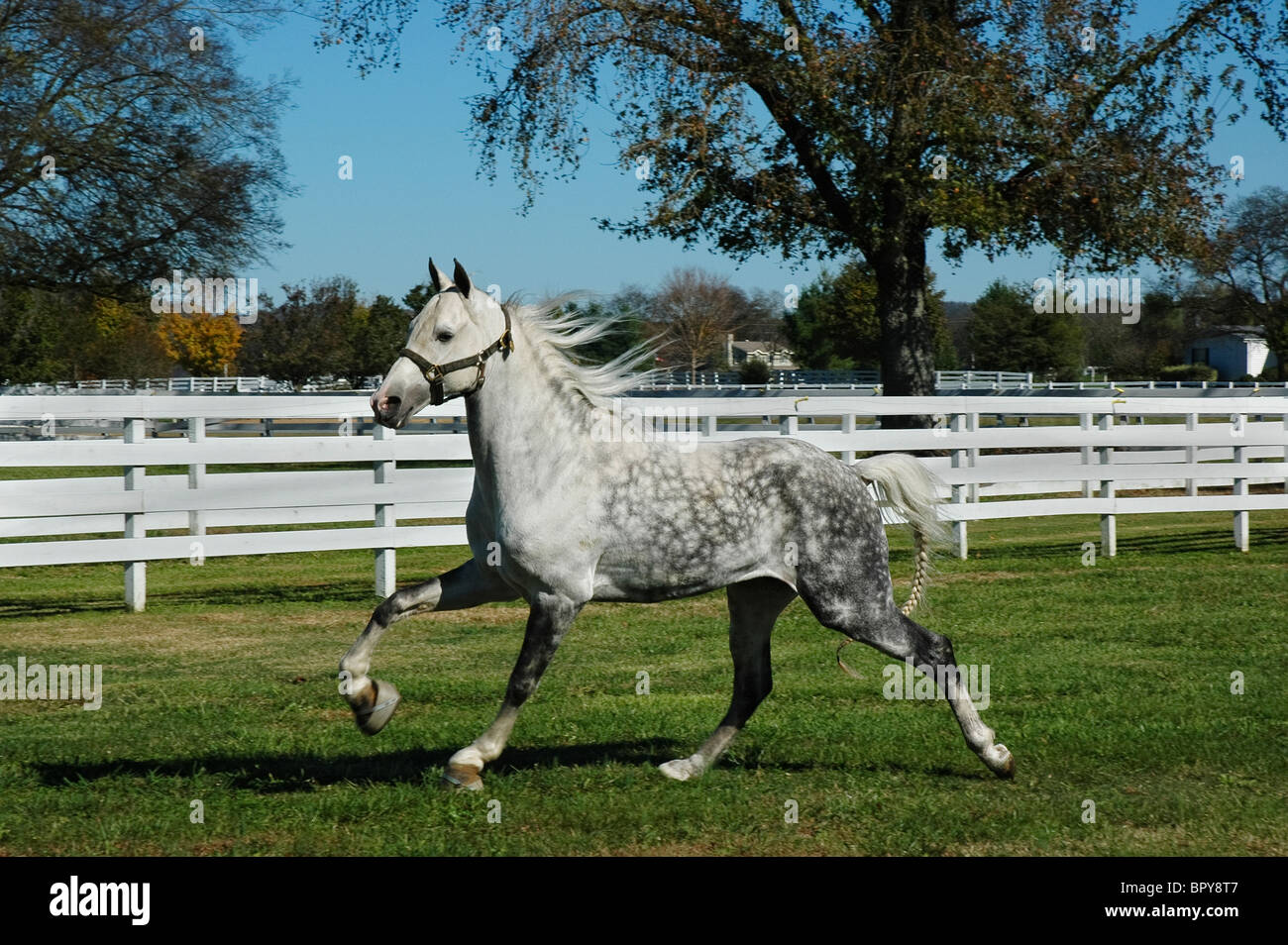 Tennessee walking horse hi-res stock photography and images - Alamy