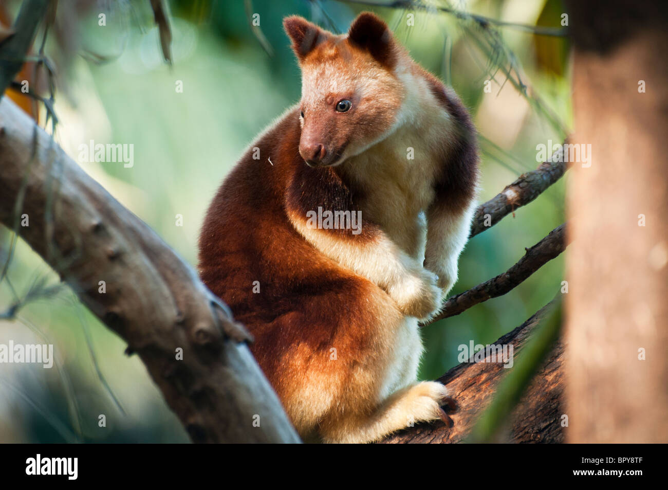Goodfellow's Tree Kangaroo (Dendrolagus goodfellowi Stock Photo - Alamy