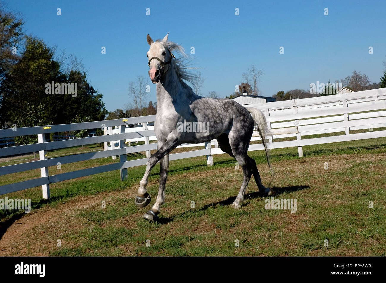 Tennessee Walking Horse stallion "Outlined In Silver" exercises in a ...