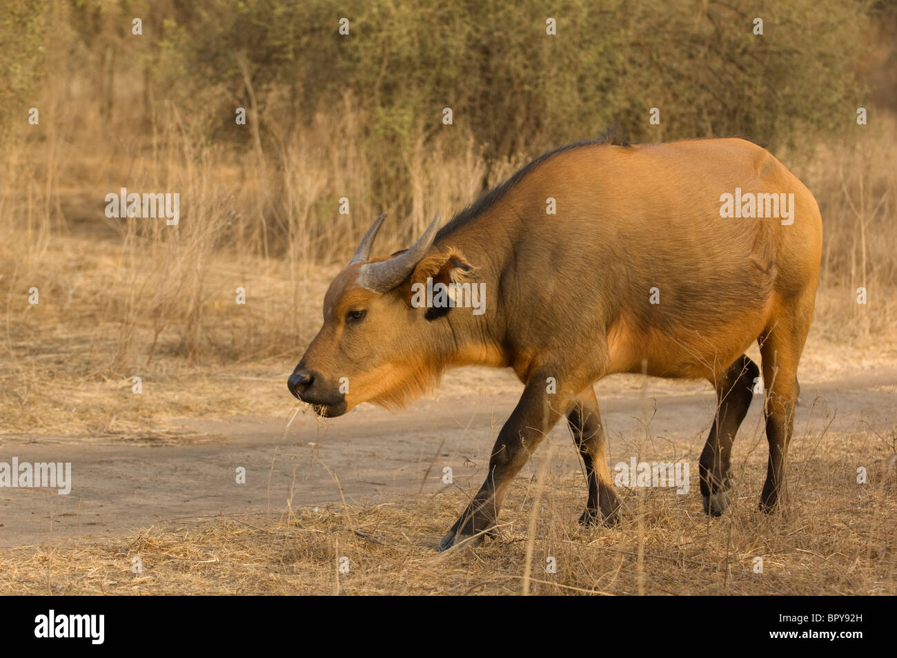 Buffalo reserve hi-res stock photography and images - Alamy
