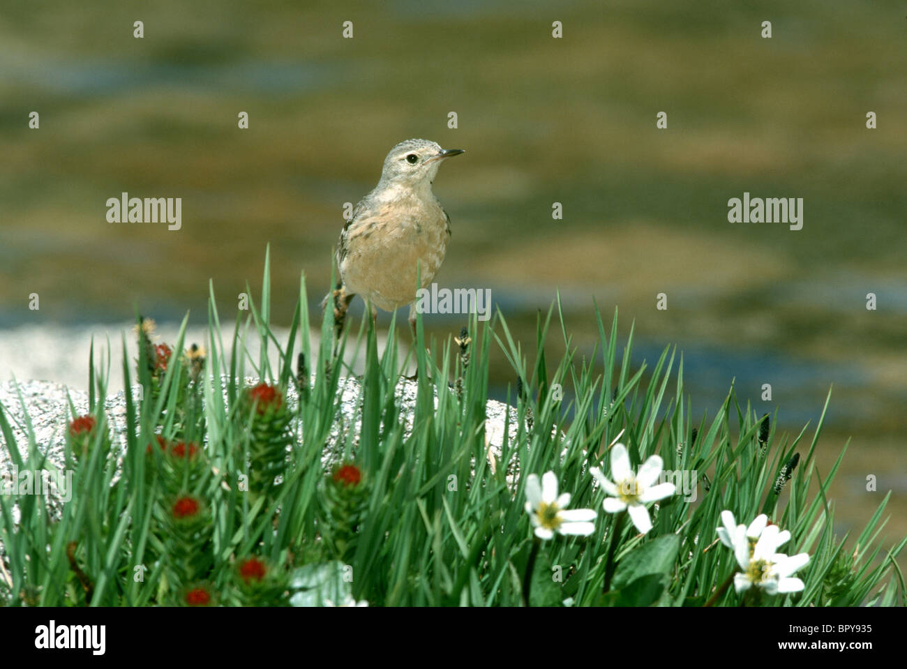 American pipit hi-res stock photography and images - Alamy