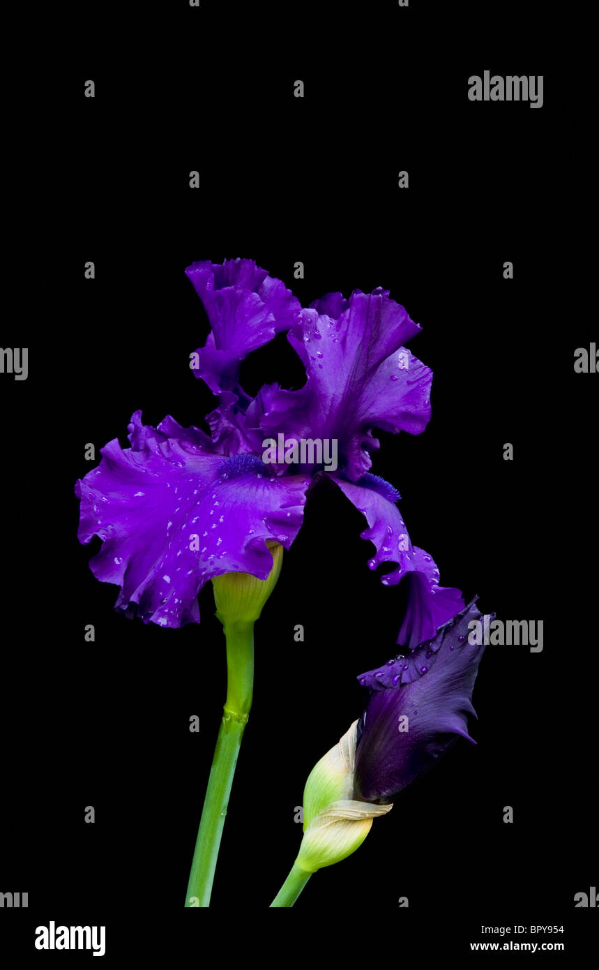Close up cut out of one royal purple Iris spring flower with rain drops ...