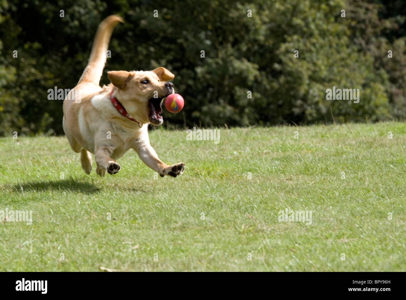 Dogs chasing a ball hi-res stock photography and images - Alamy
