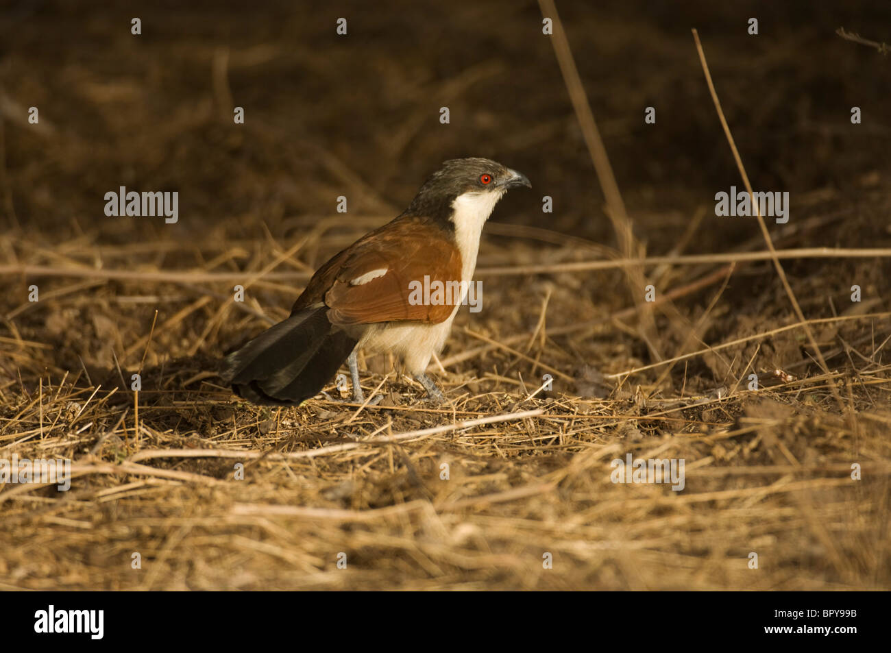 Senegal coucal centropus senegalensis hi-res stock photography and ...