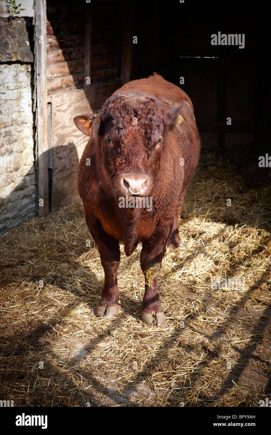 Bull pen hi-res stock photography and images - Alamy
