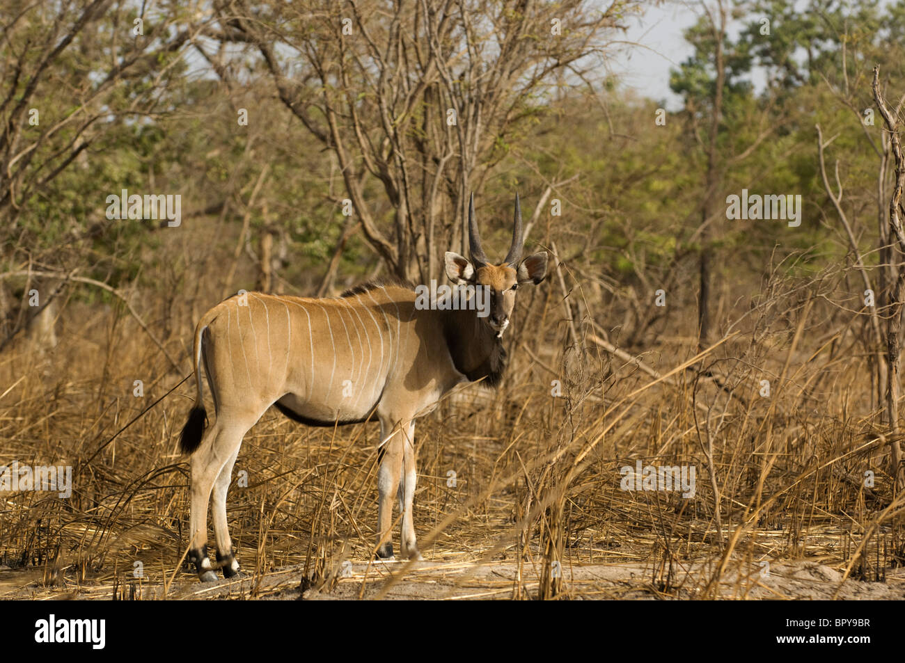 Derby's Eland (Taurotragus derbianus), Réserve de Fathala, Senegal ...