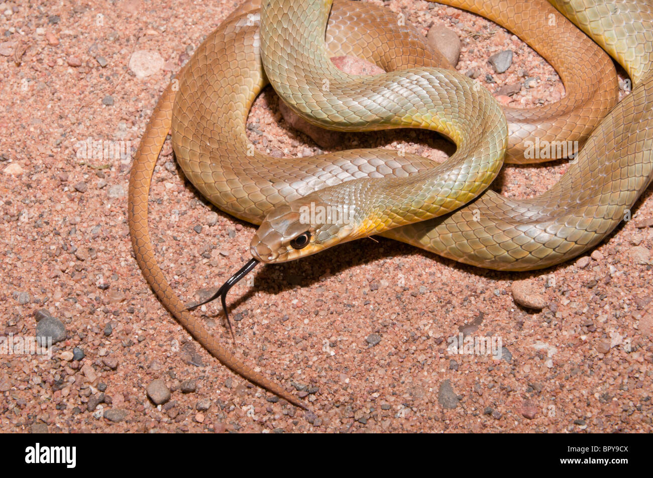 Western yellow-bellied racer, Coluber constrictor mormon, native to USA ...