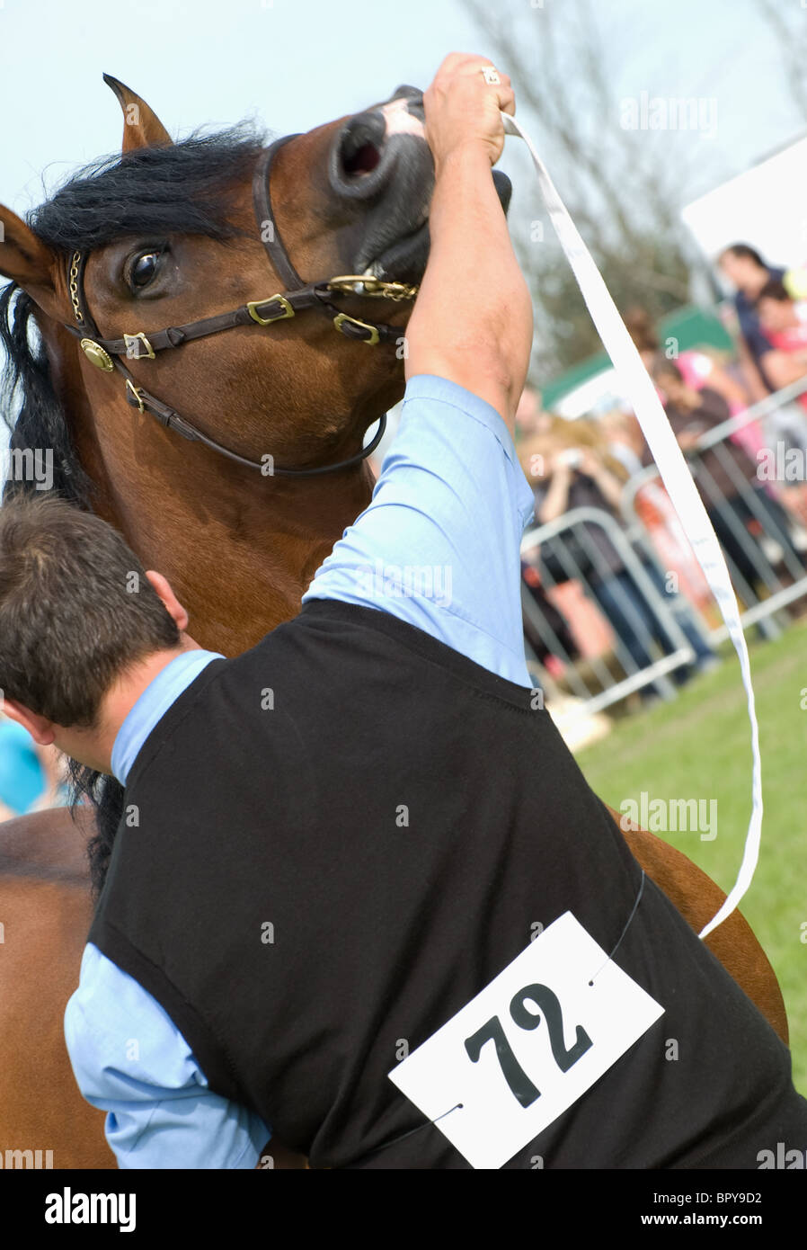 a handler with a welsh cob stallion section D during a In Hand Showing ...