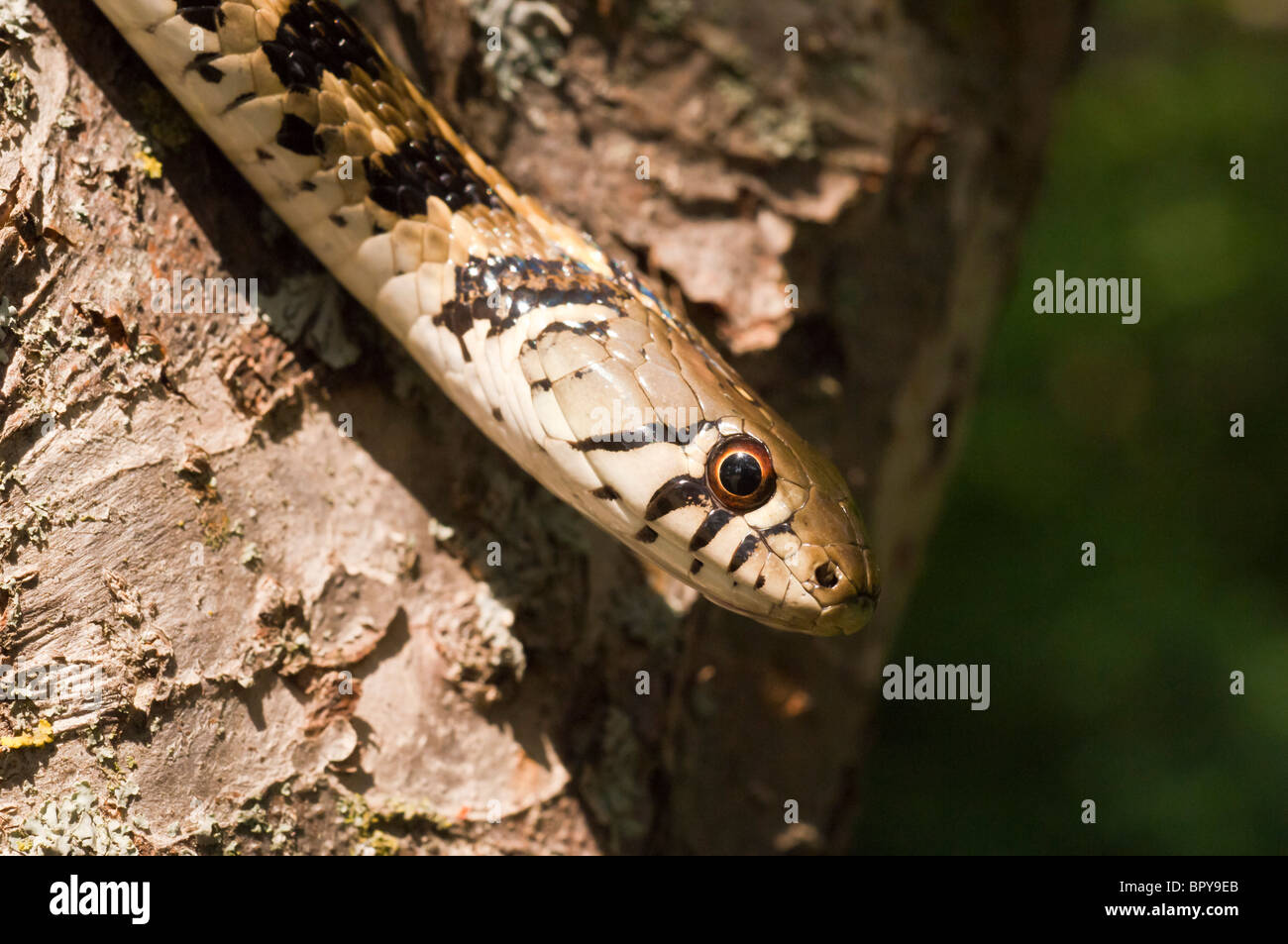 Checkered garter snake, Thamnophis marcianus, native to southern United ...