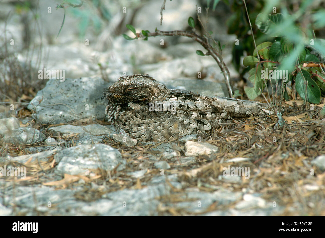 Poorwill hi-res stock photography and images - Alamy