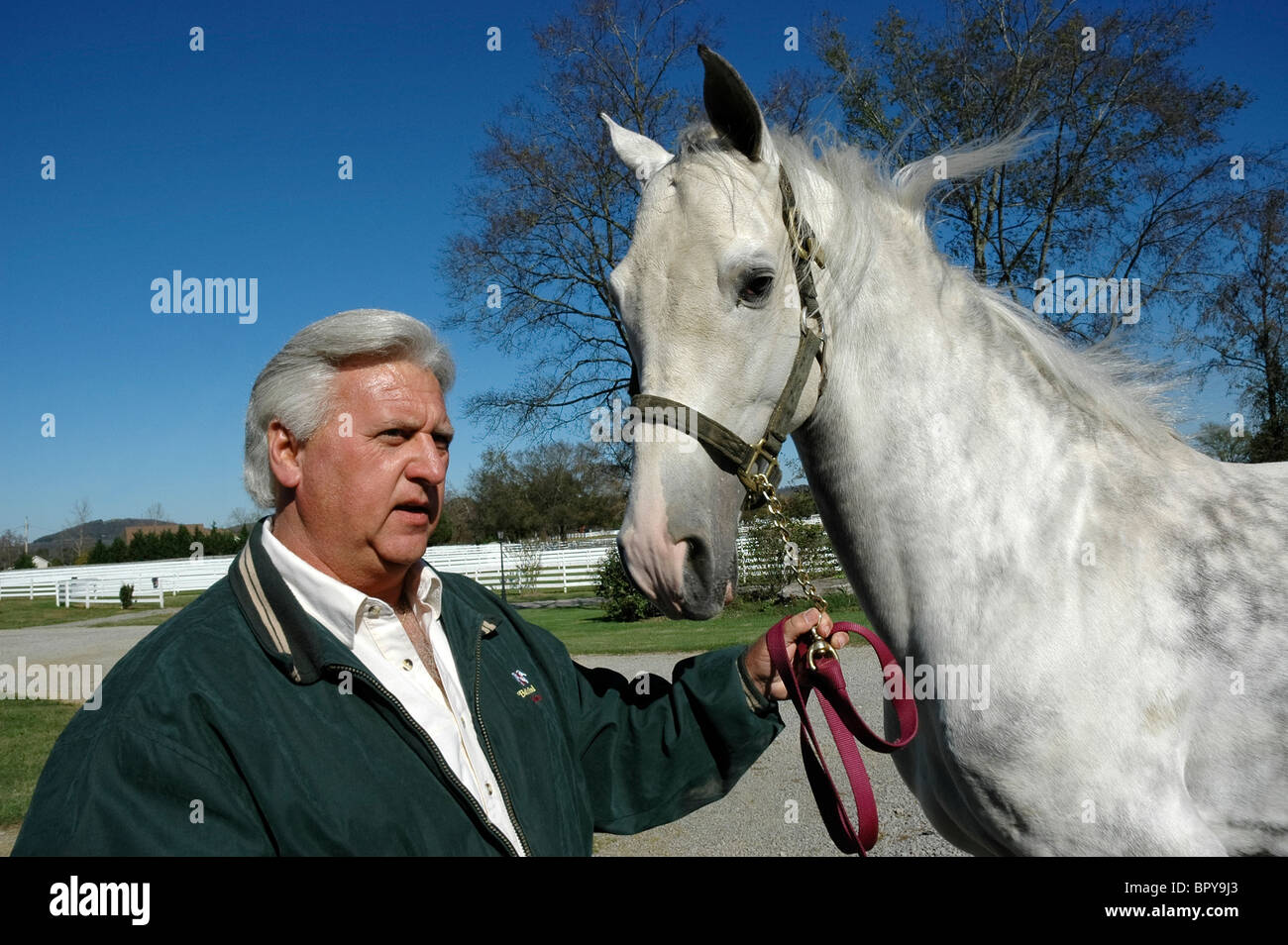 Gait gaited horse hi-res stock photography and images - Alamy