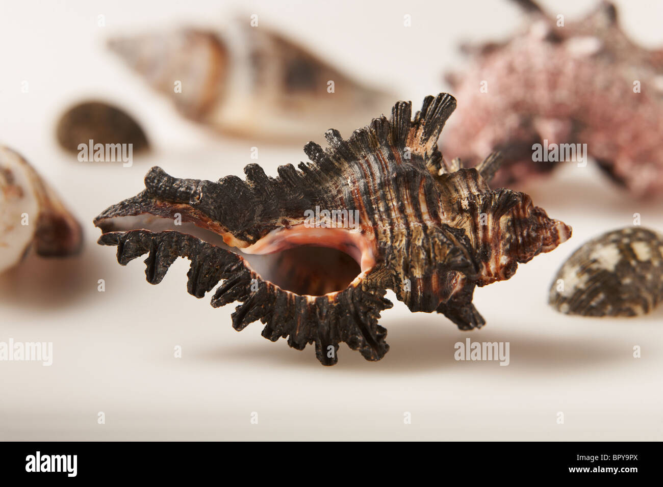 Murex shell hi-res stock photography and images - Alamy