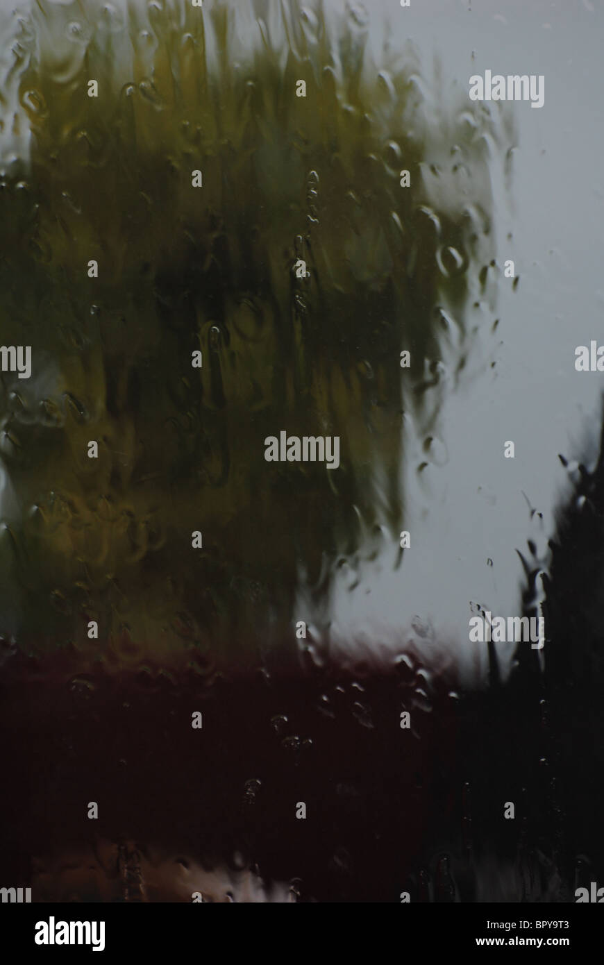 Pot plant taken through rain splattered window Stock Photo - Alamy