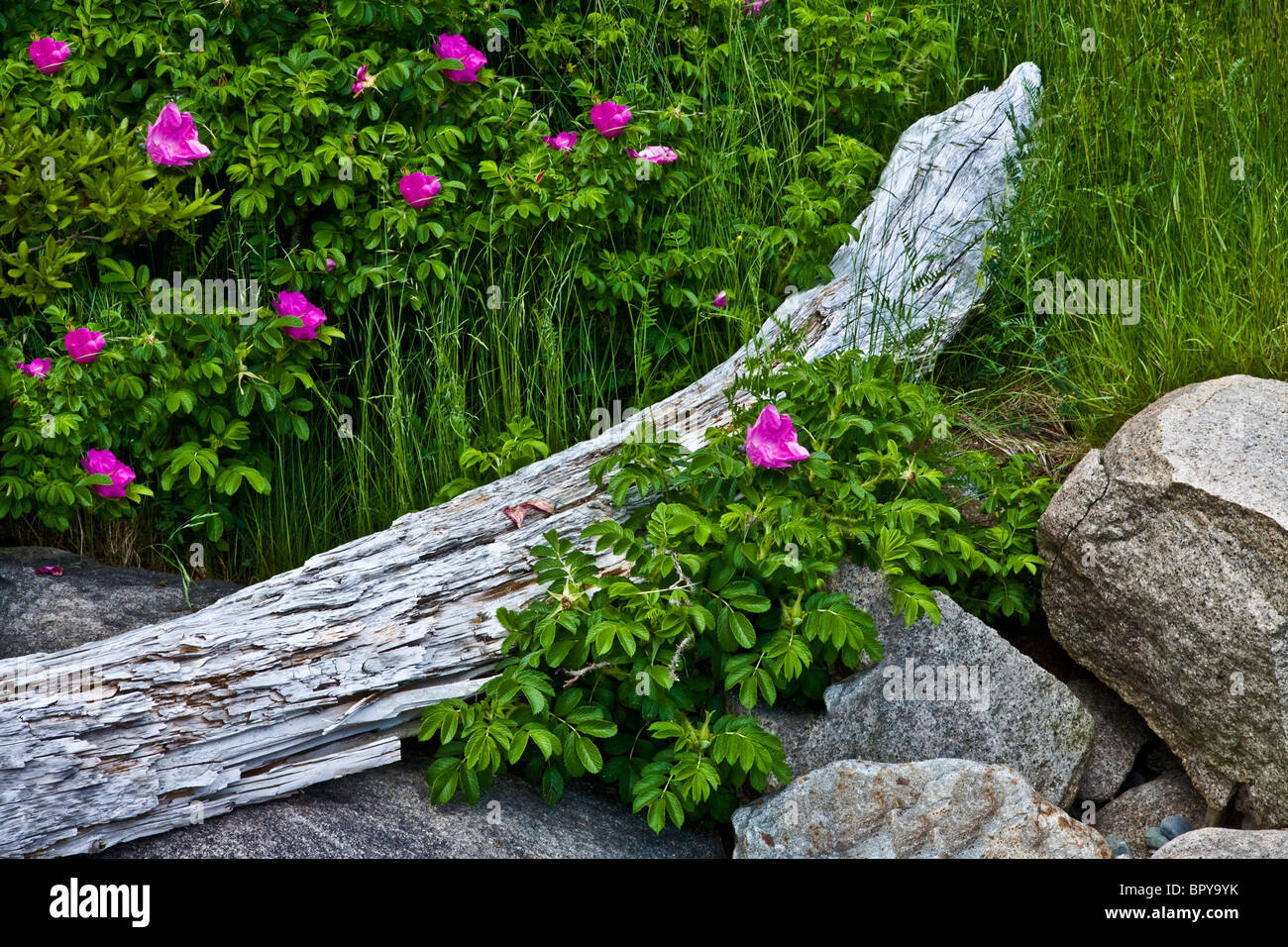 Maine wildflowers hi-res stock photography and images - Alamy