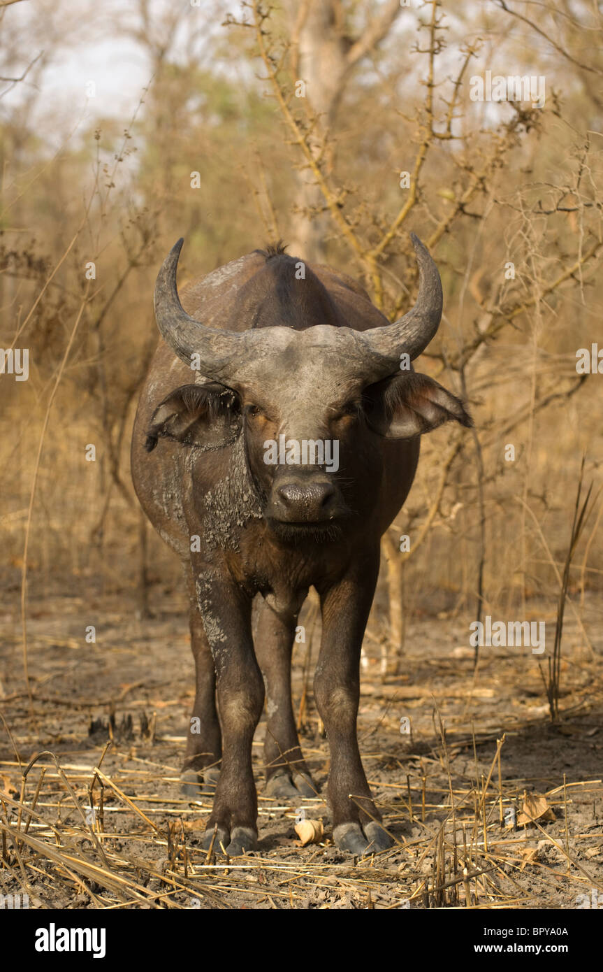 Forest buffalo (Syncerus caffer nanus) Réserve de Fathala, Senegal ...