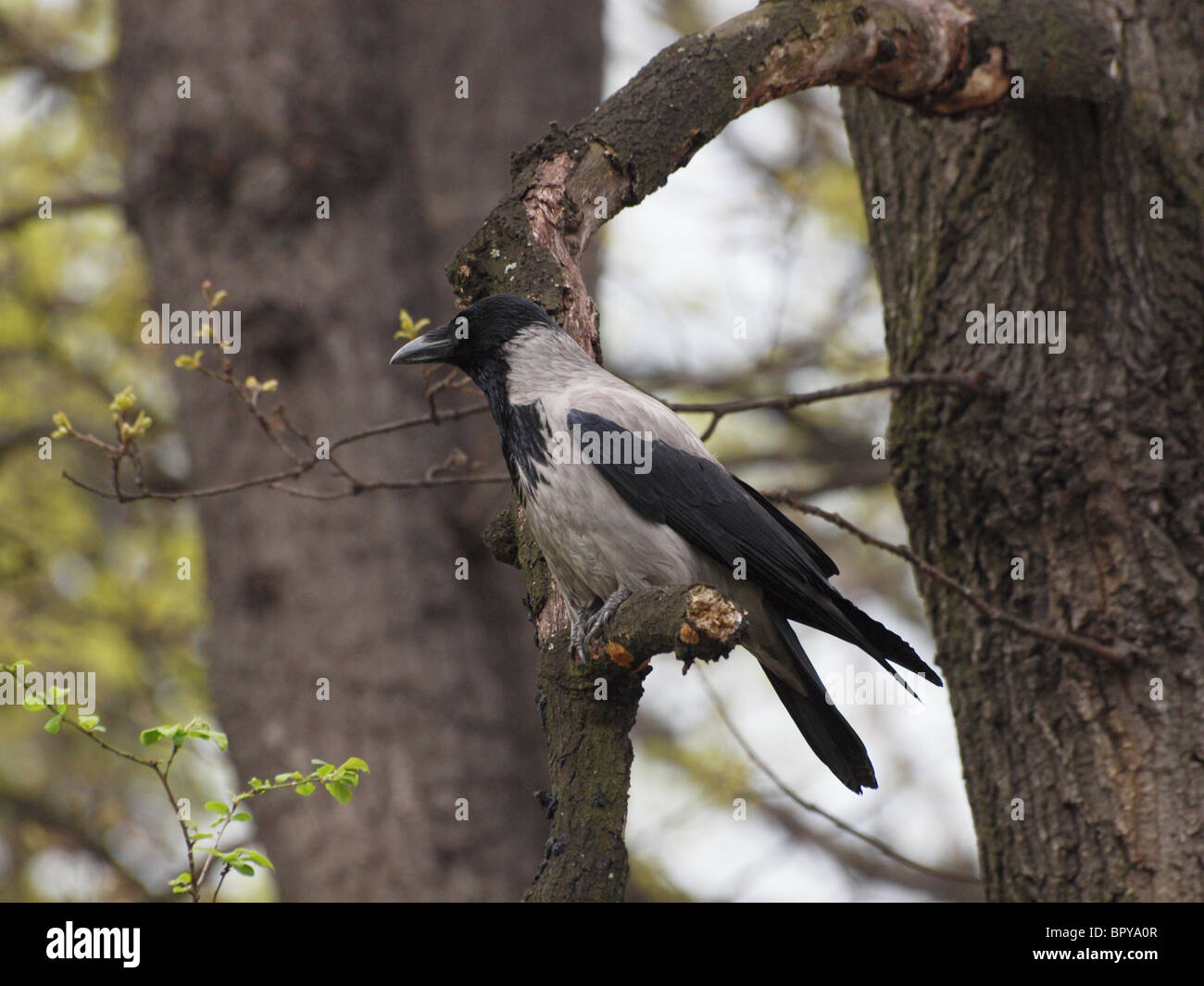 Crow ash tree hi-res stock photography and images - Alamy