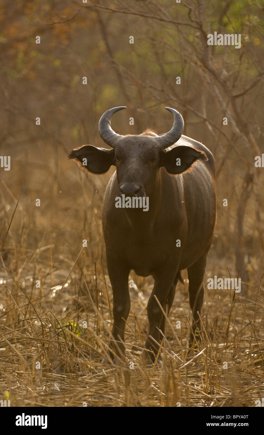 Forest buffalo (Syncerus caffer nanus) Réserve de Fathala, Senegal ...