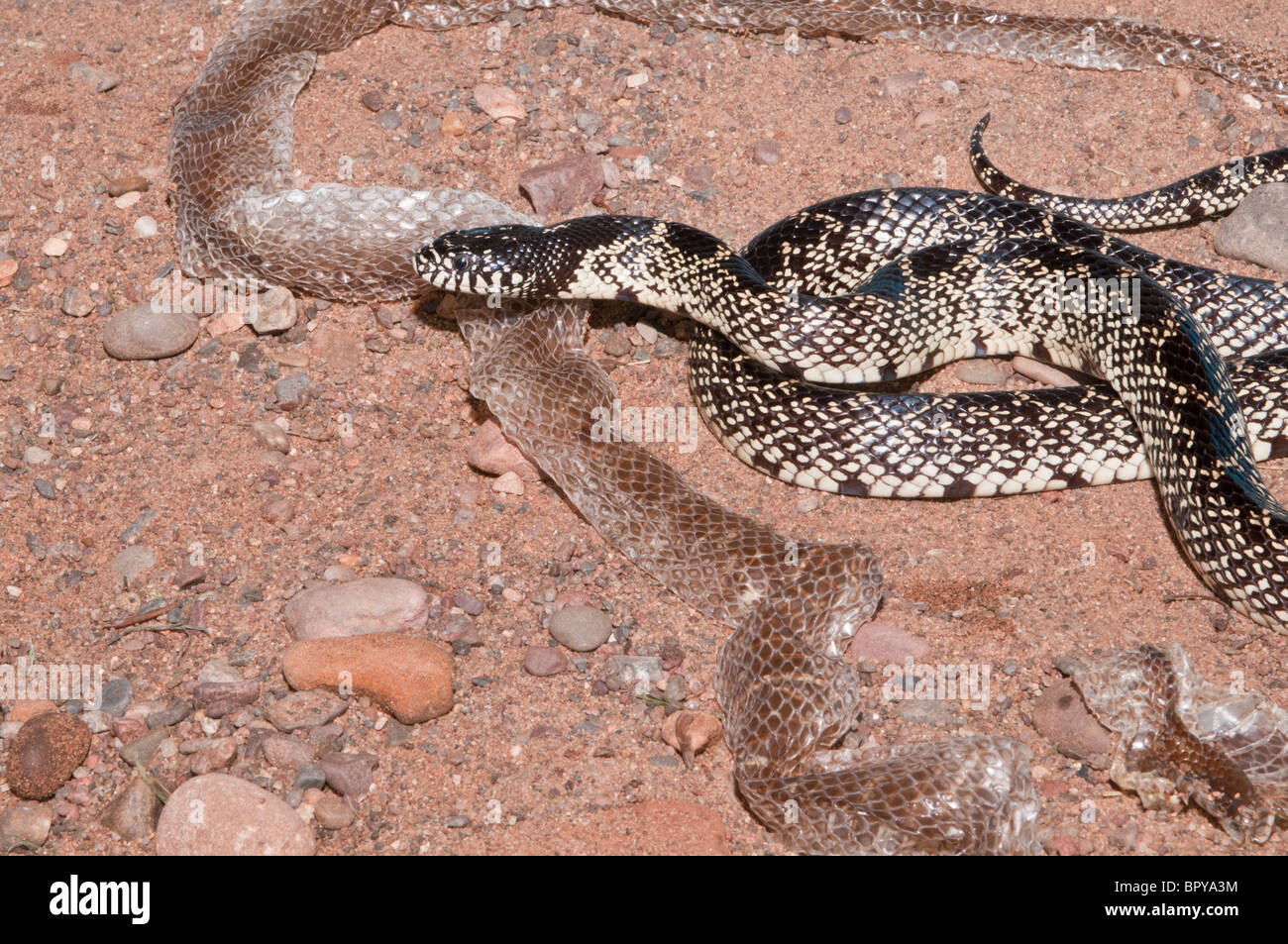 Texas desert king snake, Lampropeltis getula splendida, native to Texas ...