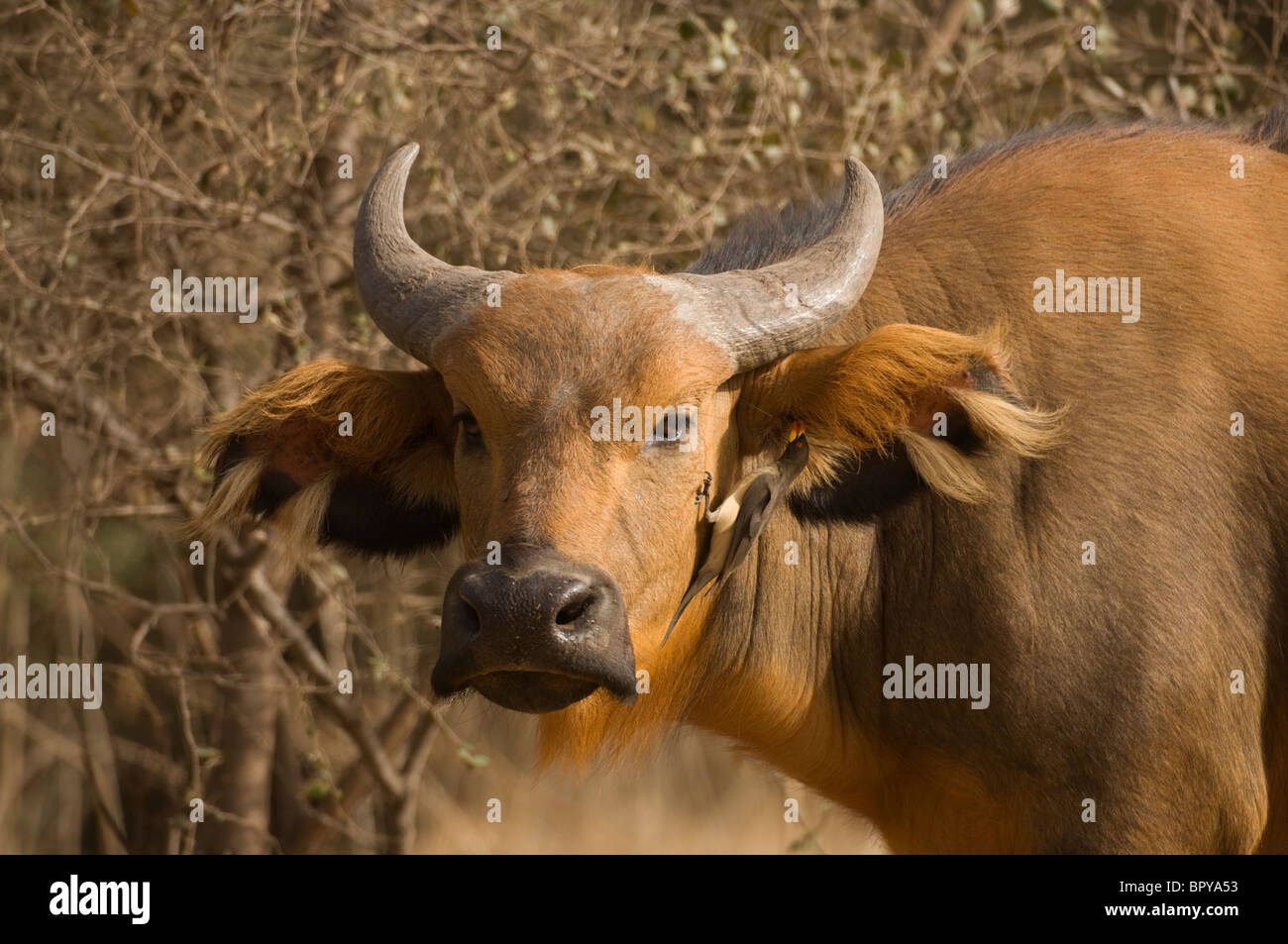 African forest buffalo portrait hi-res stock photography and images - Alamy