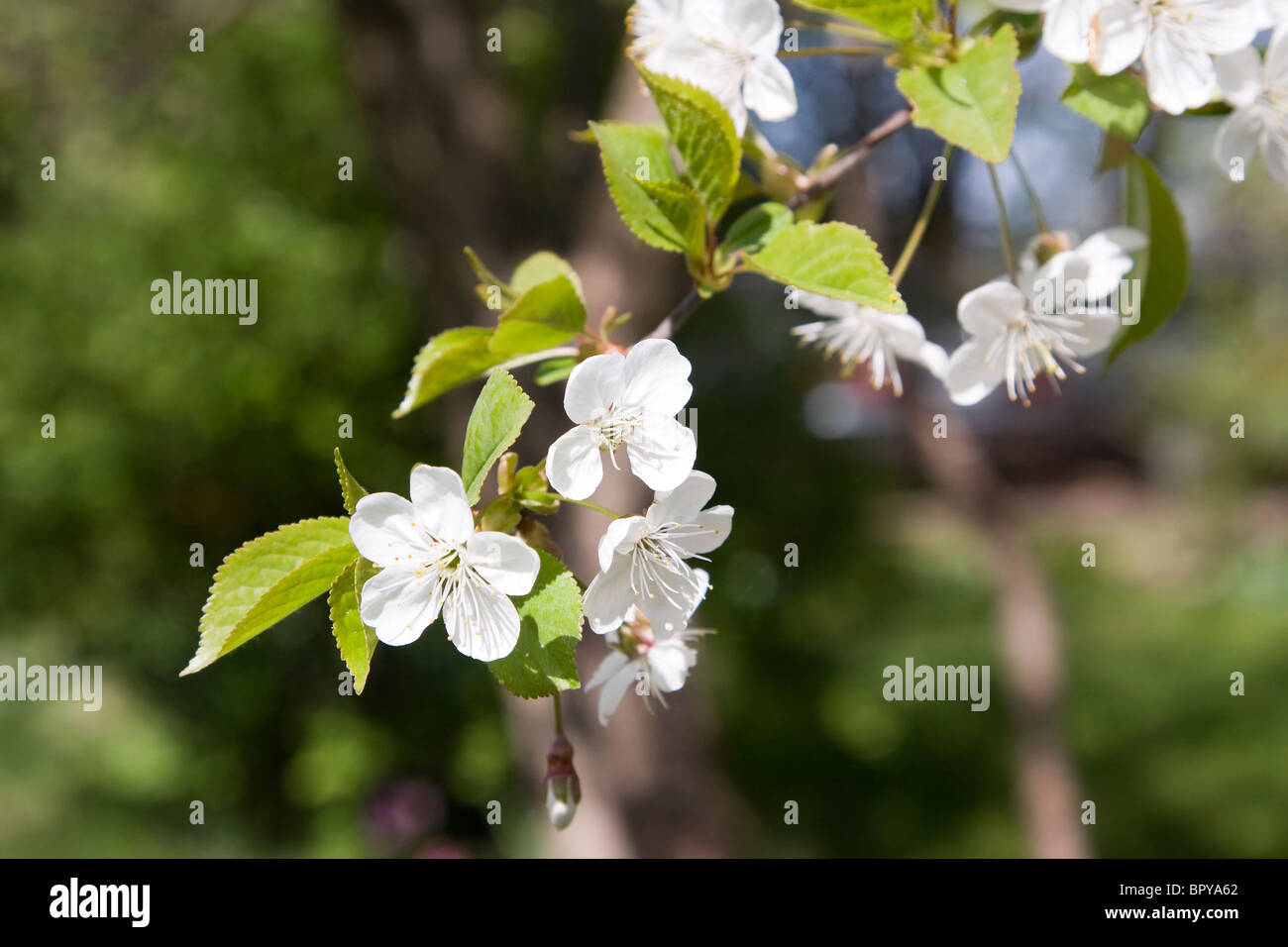 Blooming cherry branch Stock Photo - Alamy