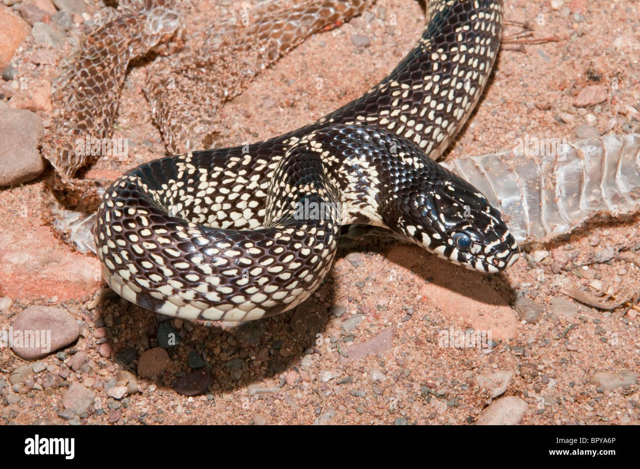 Kingsnake texas hi-res stock photography and images - Alamy
