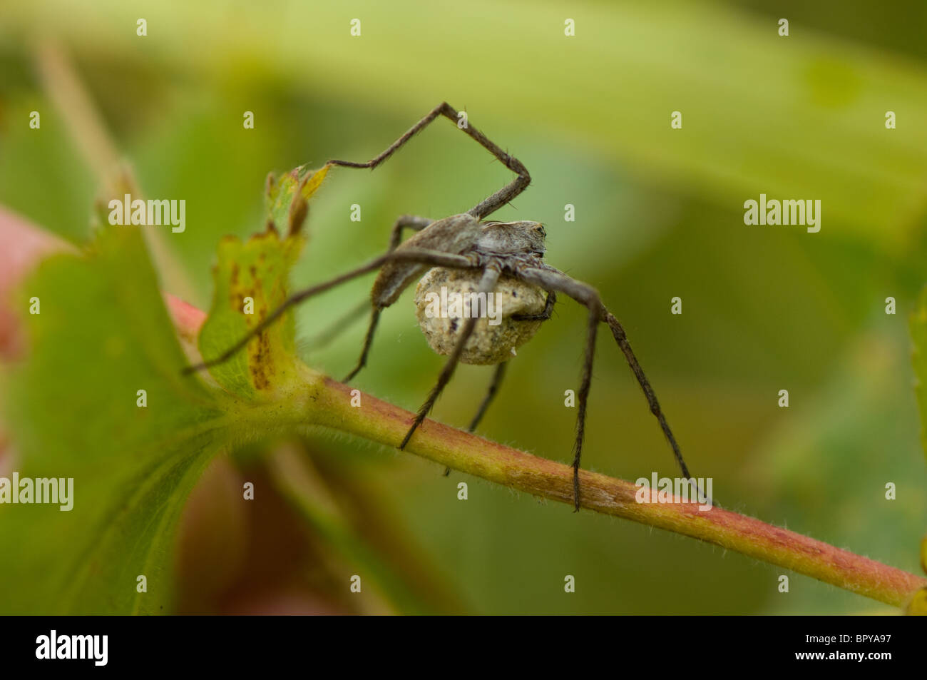 Female wolf spider hi-res stock photography and images - Alamy