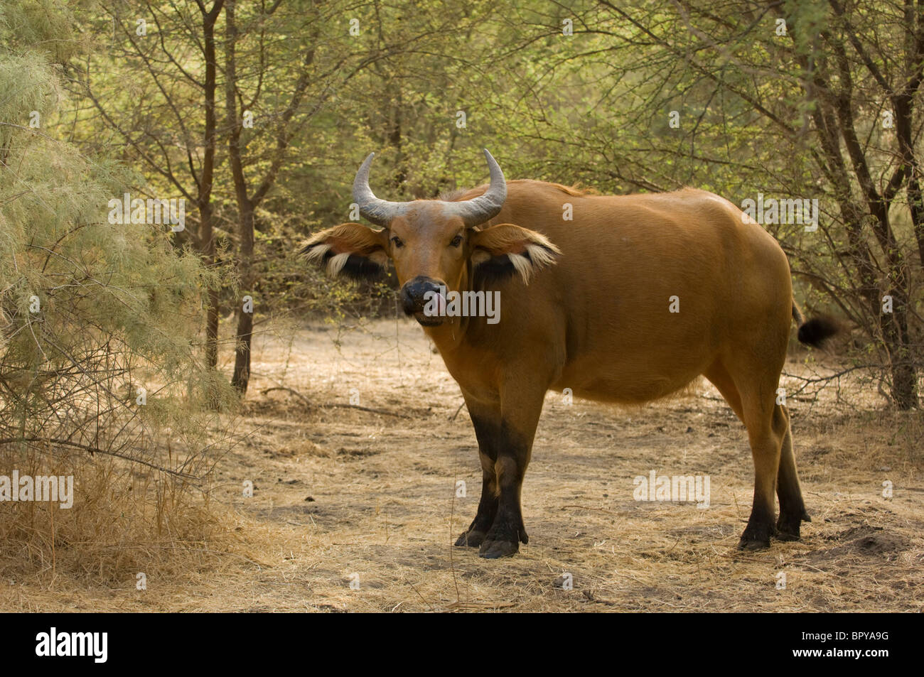 Forest buffalo (Syncerus caffer nanus), Réserve de Bandia, Senegal ...