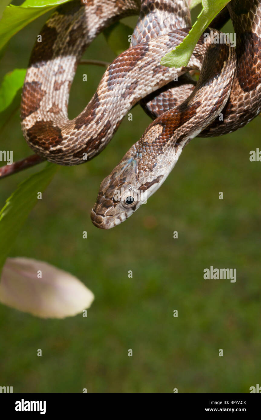 Juvenile rat snake hi-res stock photography and images - Alamy