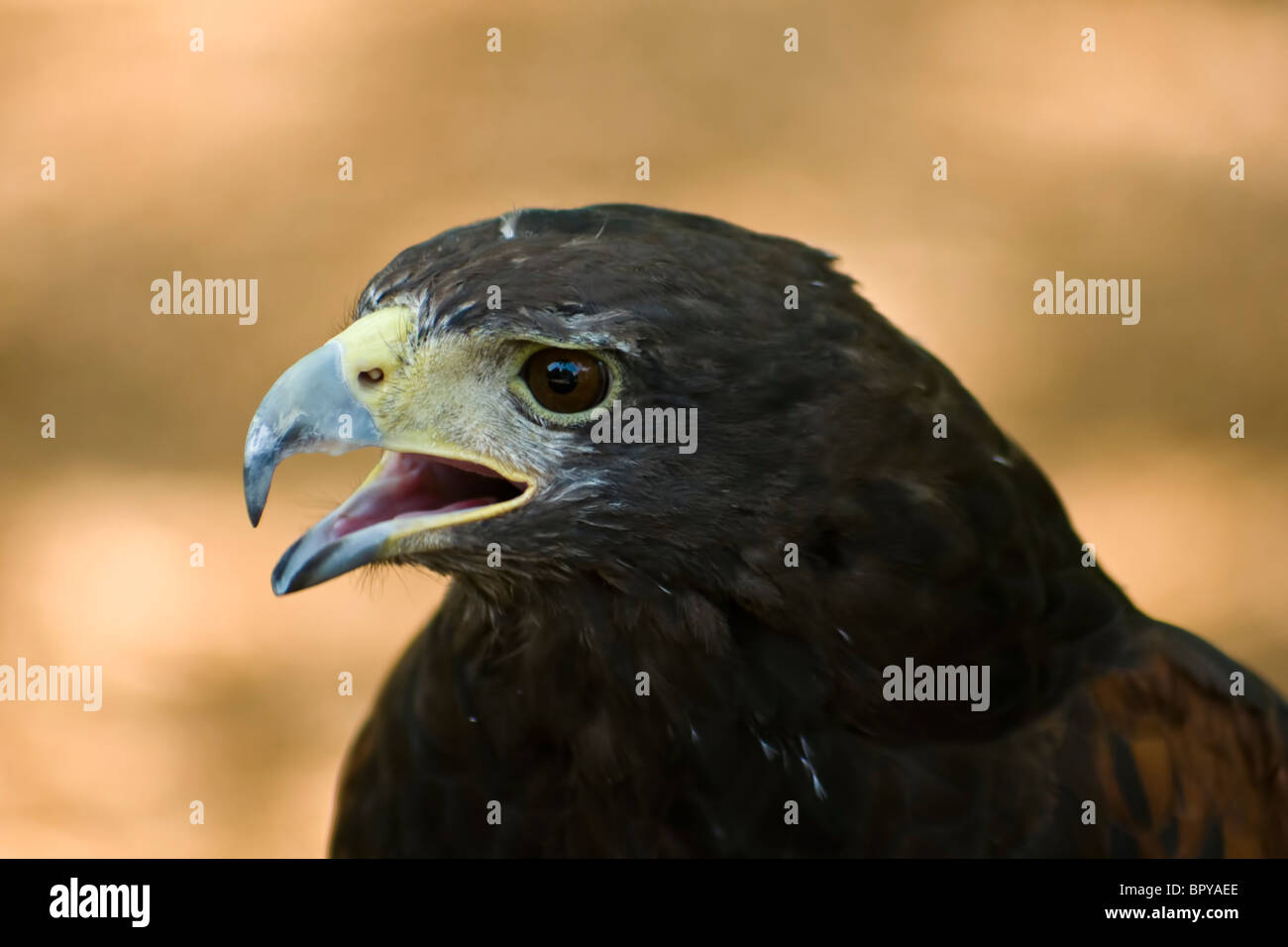 Harris Hawk, Parabuteo unicinctus Stock Photo - Alamy