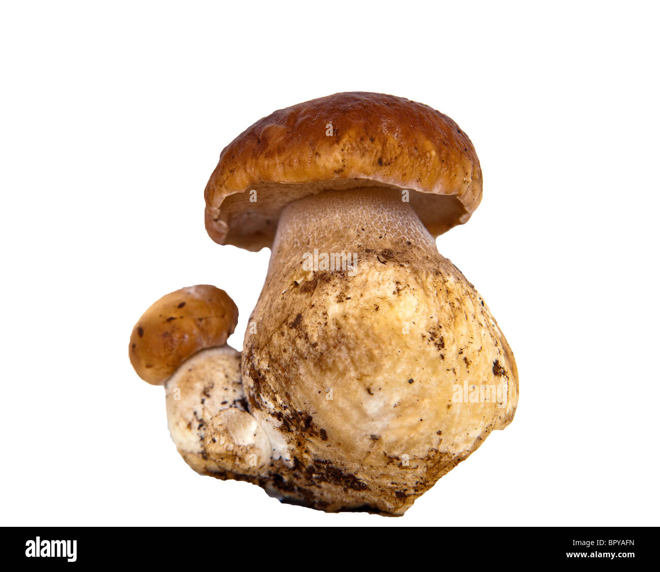 Bolet mushroom hi-res stock photography and images - Alamy