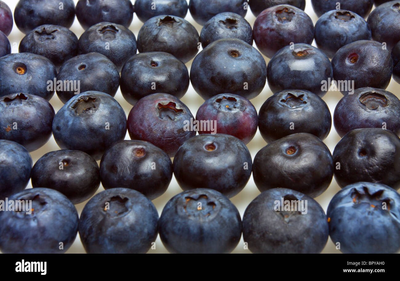 Abstract blueberries from low perspective isolated on white Stock Photo ...