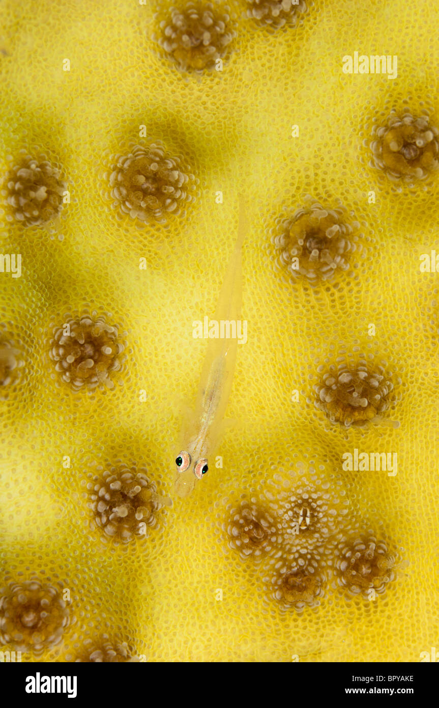 Mapia hi-res stock photography and images - Alamy