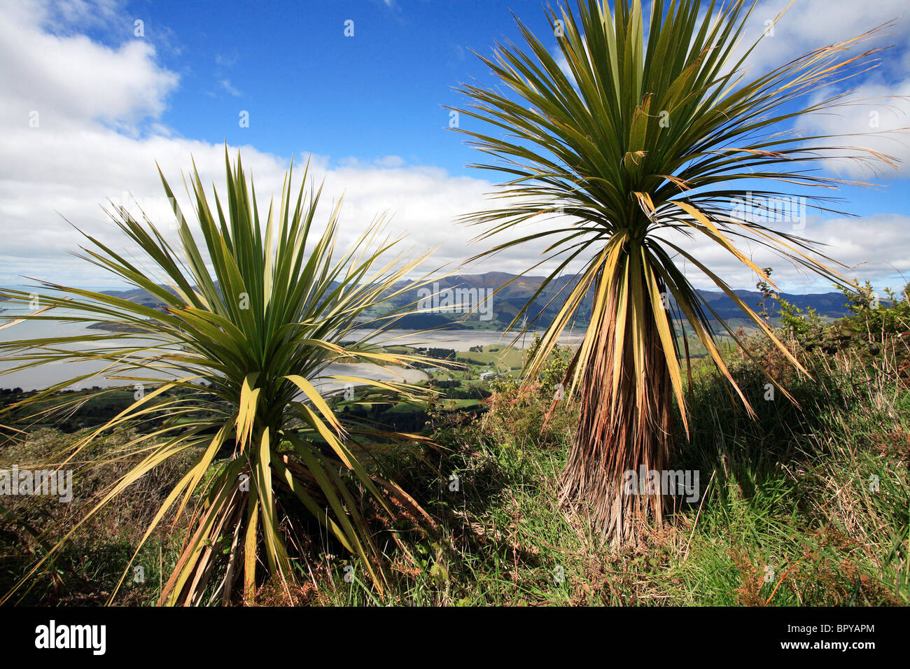 palms on the coast near Christchurch New Zealand Stock Photo - Alamy