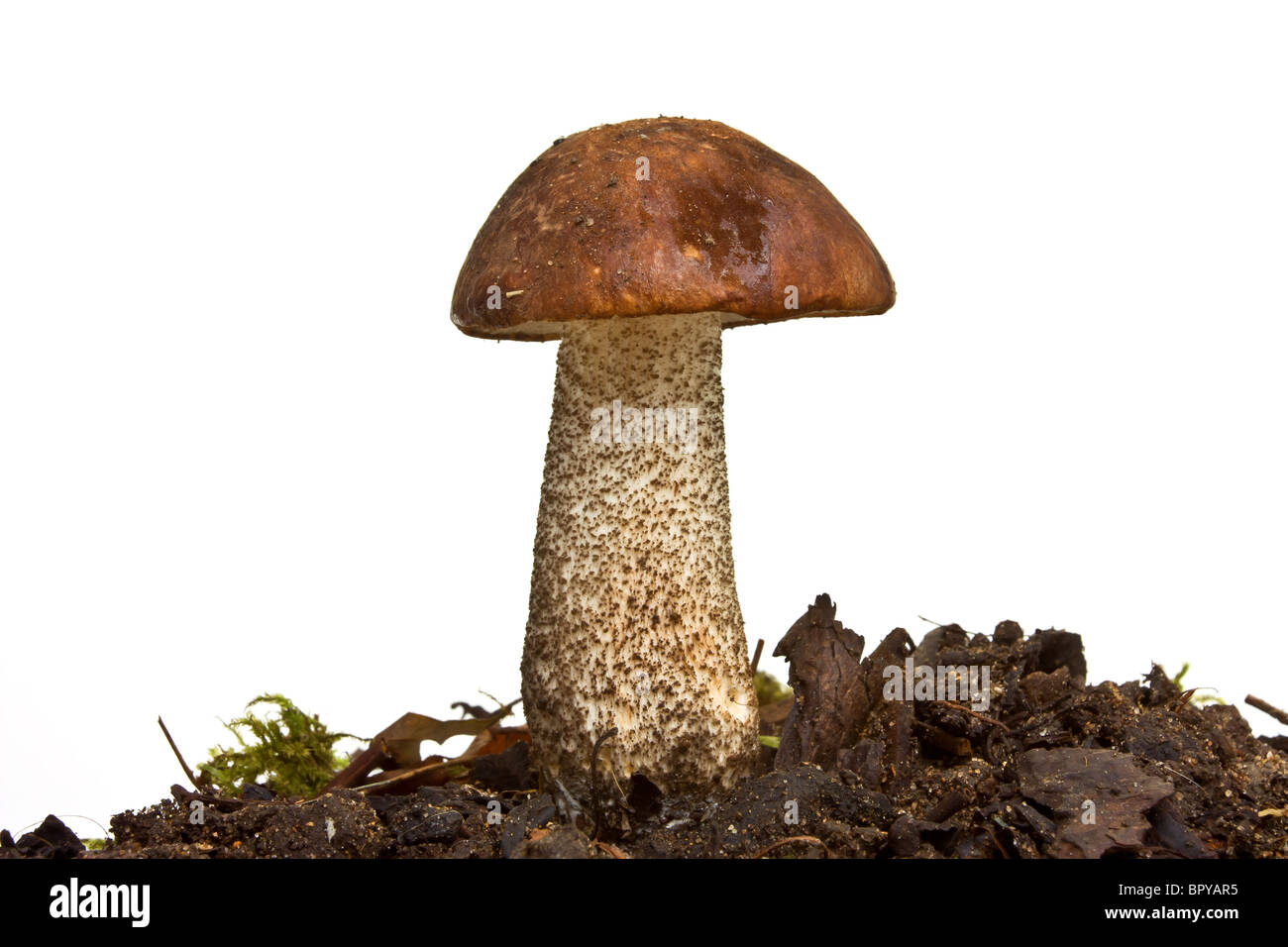 Wild Mushroom or Toadstool fungus isolated against white background in ...