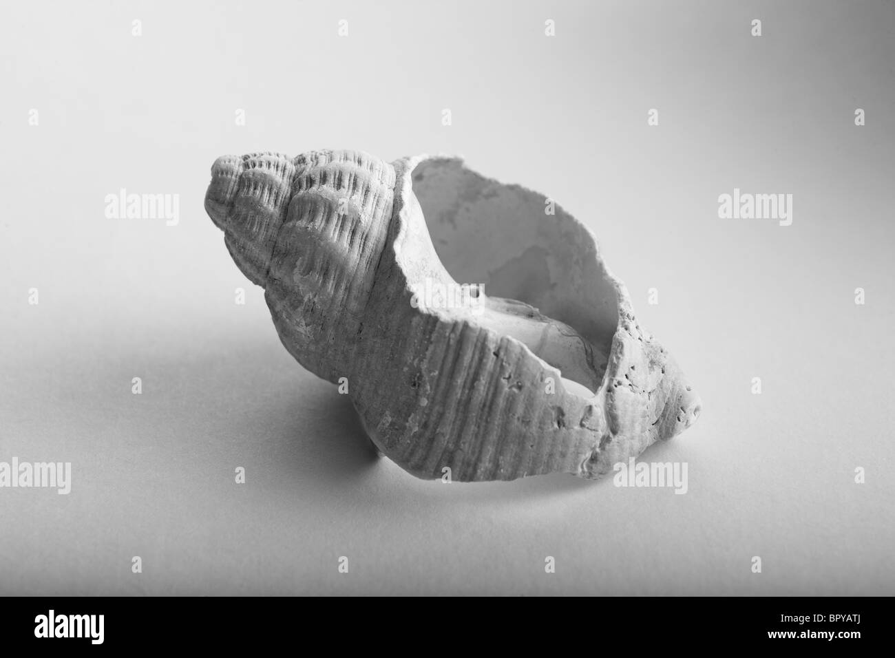Sea shell black and white Stock Photo - Alamy