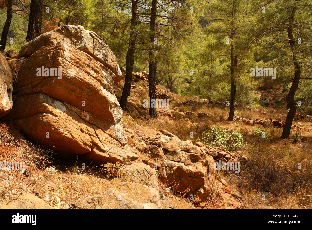 Rock rocks forest hi-res stock photography and images - Alamy