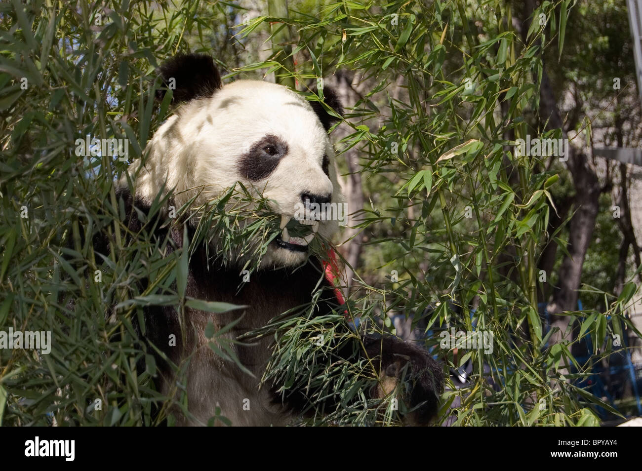 Dissected Giant Panda as part of a Chinese new year´s parade Stock ...