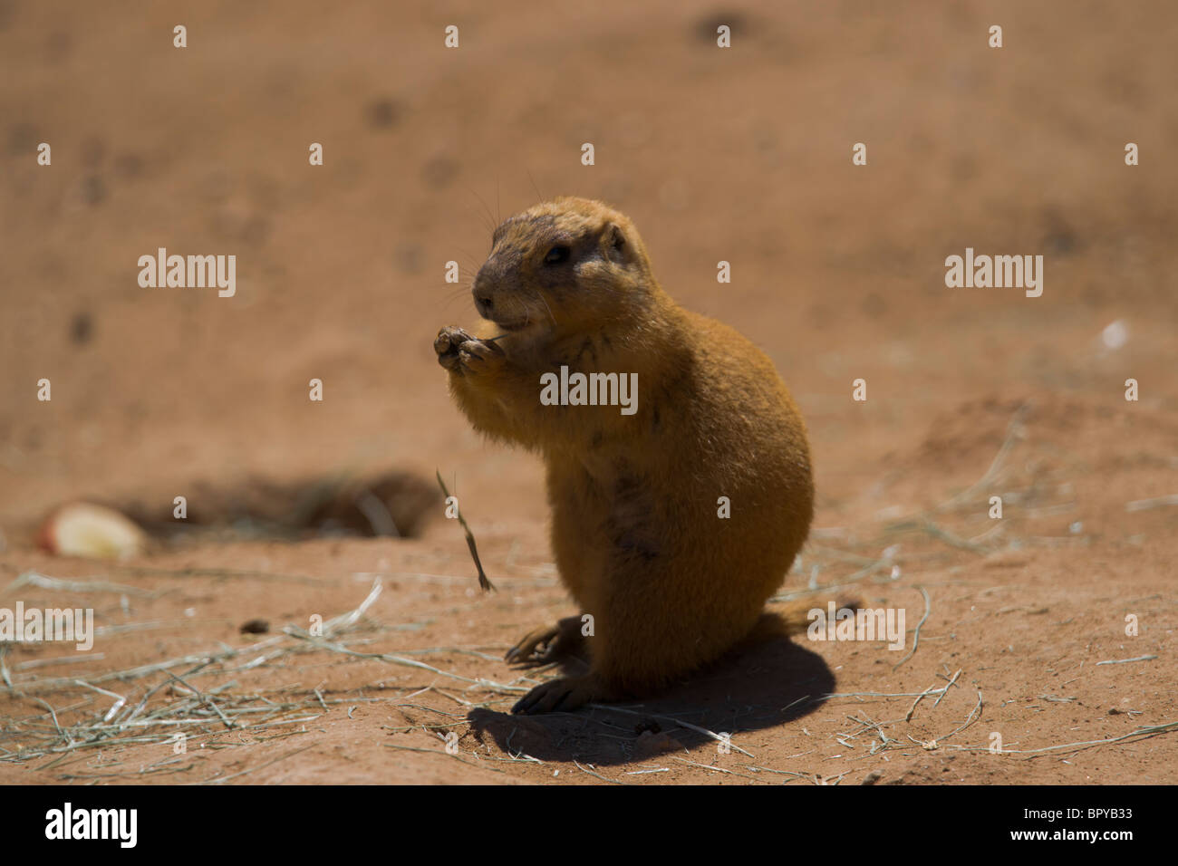 Yellow bellied marmot hi-res stock photography and images - Alamy
