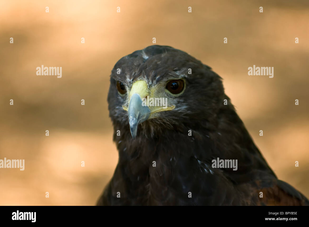 Harris Hawk, Parabuteo unicinctus Stock Photo - Alamy
