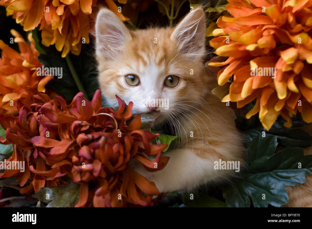 8 week old kitten hi-res stock photography and images - Alamy