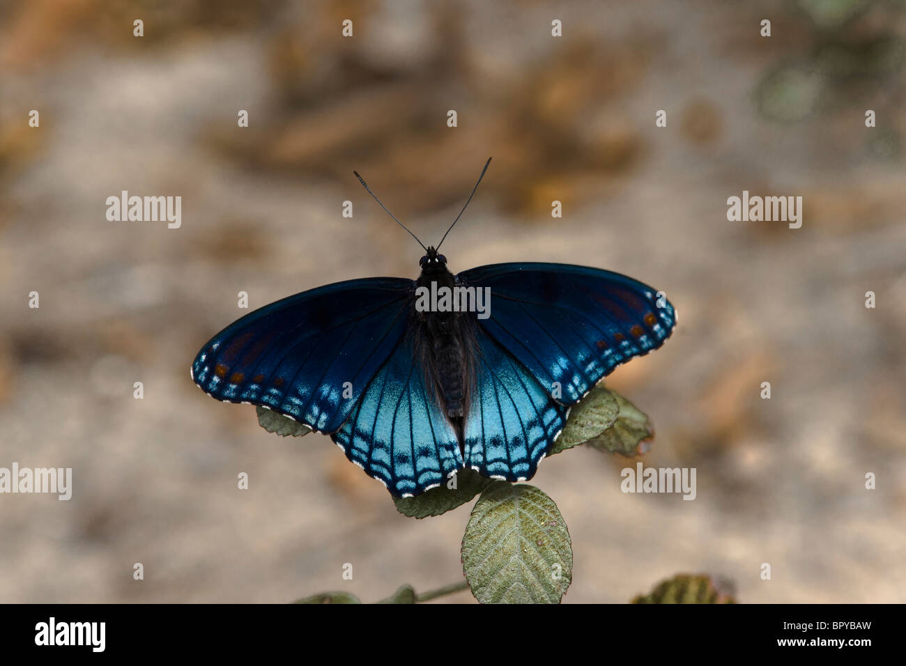 Alaska State Butterfly