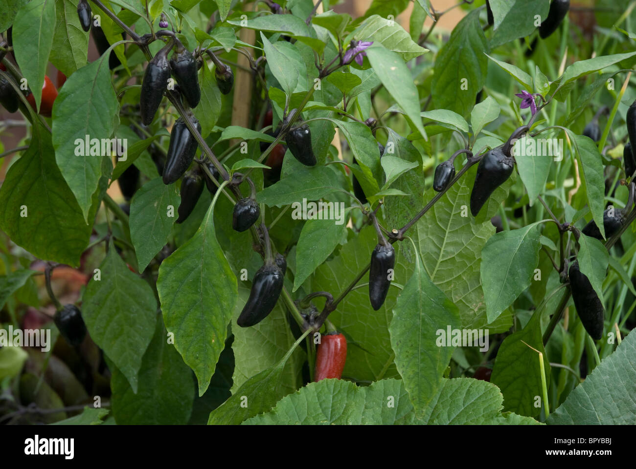 Black chillies hi-res stock photography and images - Alamy