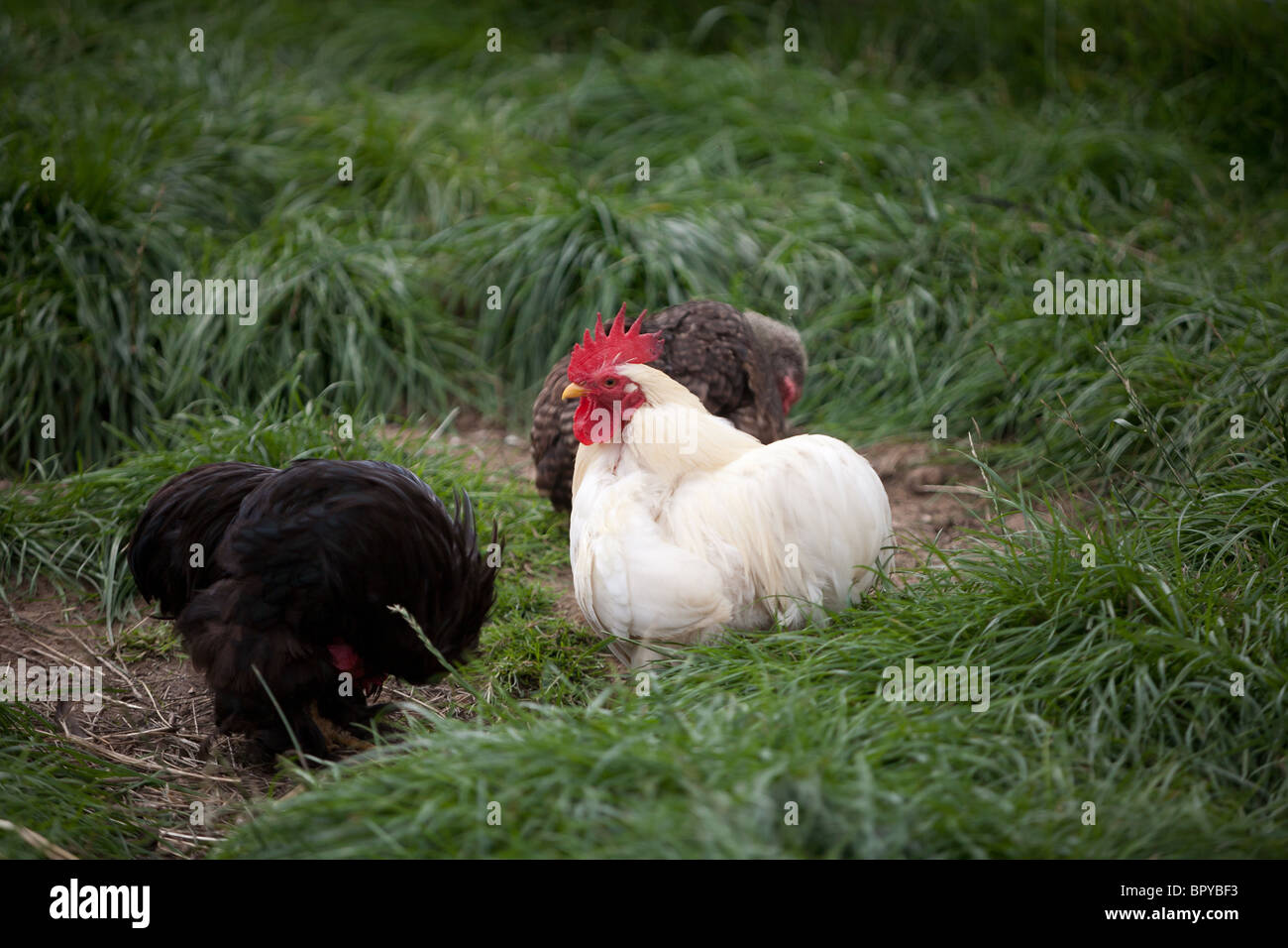 Chickens head hi-res stock photography and images - Alamy