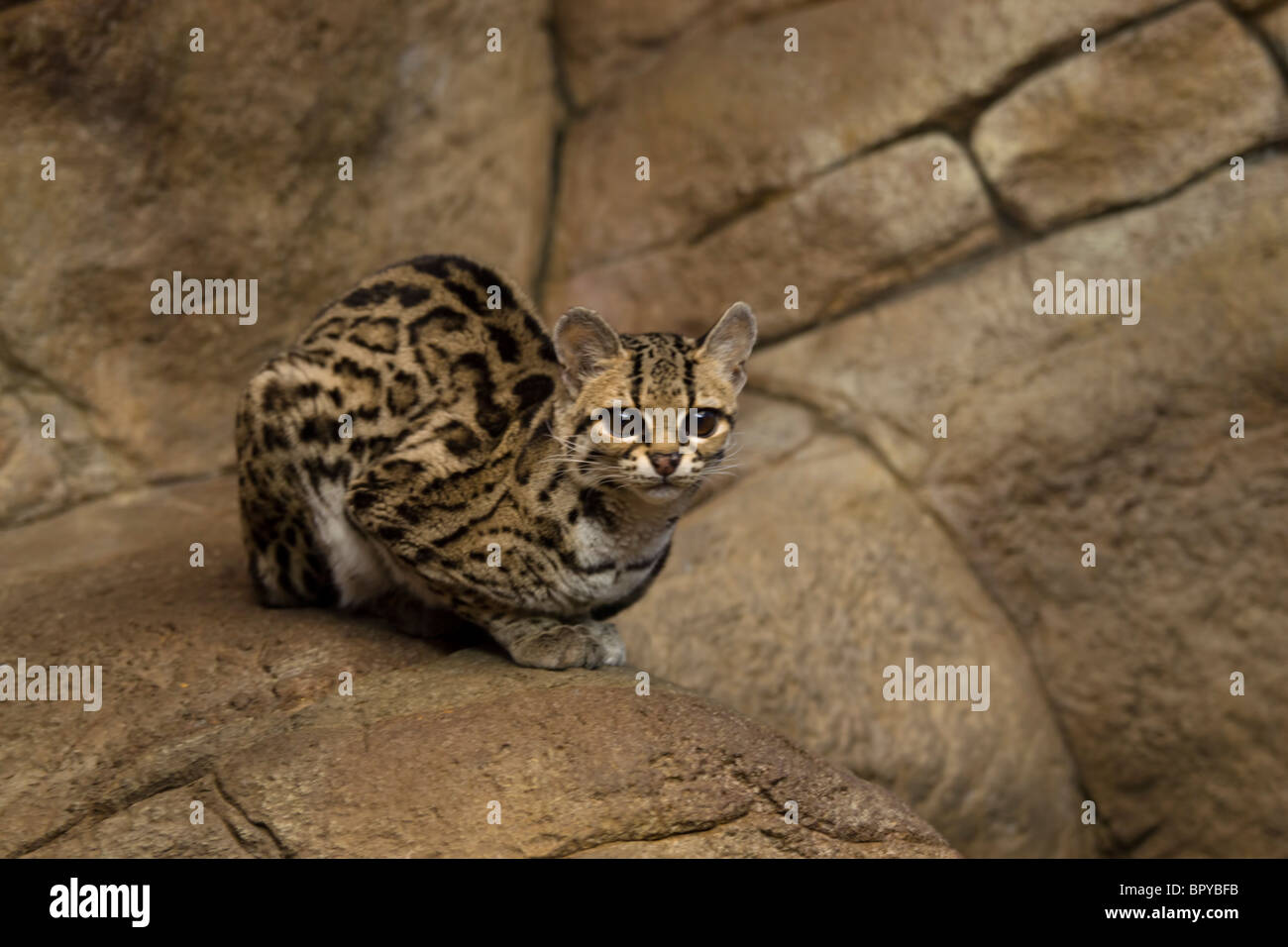 Geoffroy's Cat (Leopardus geoffroyi Stock Photo - Alamy