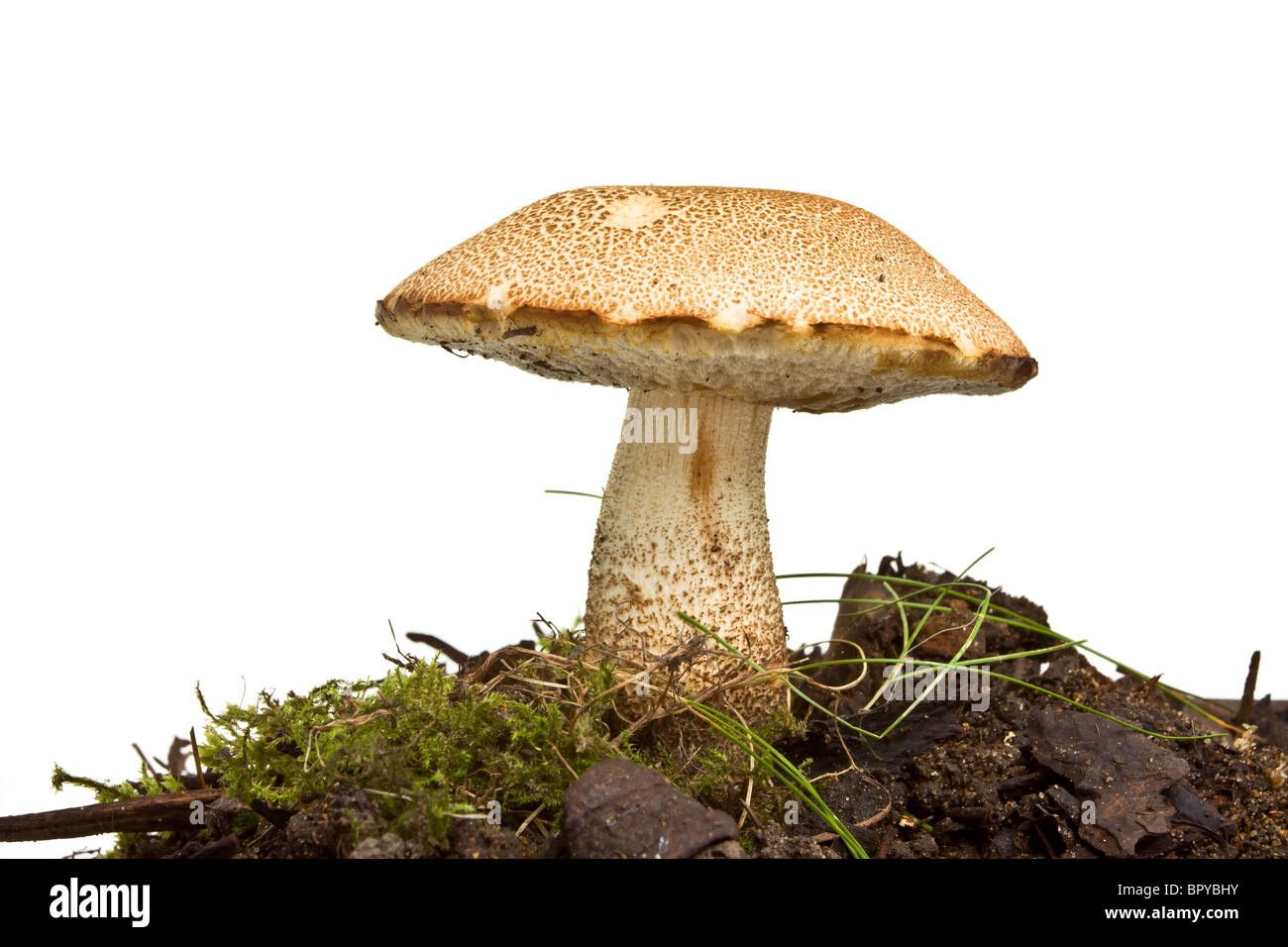 Wild Mushroom or Toadstool fungus isolated against white background in ...