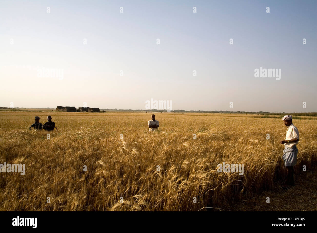 Open grain field in Indian countryside, India Stock Photo - Alamy