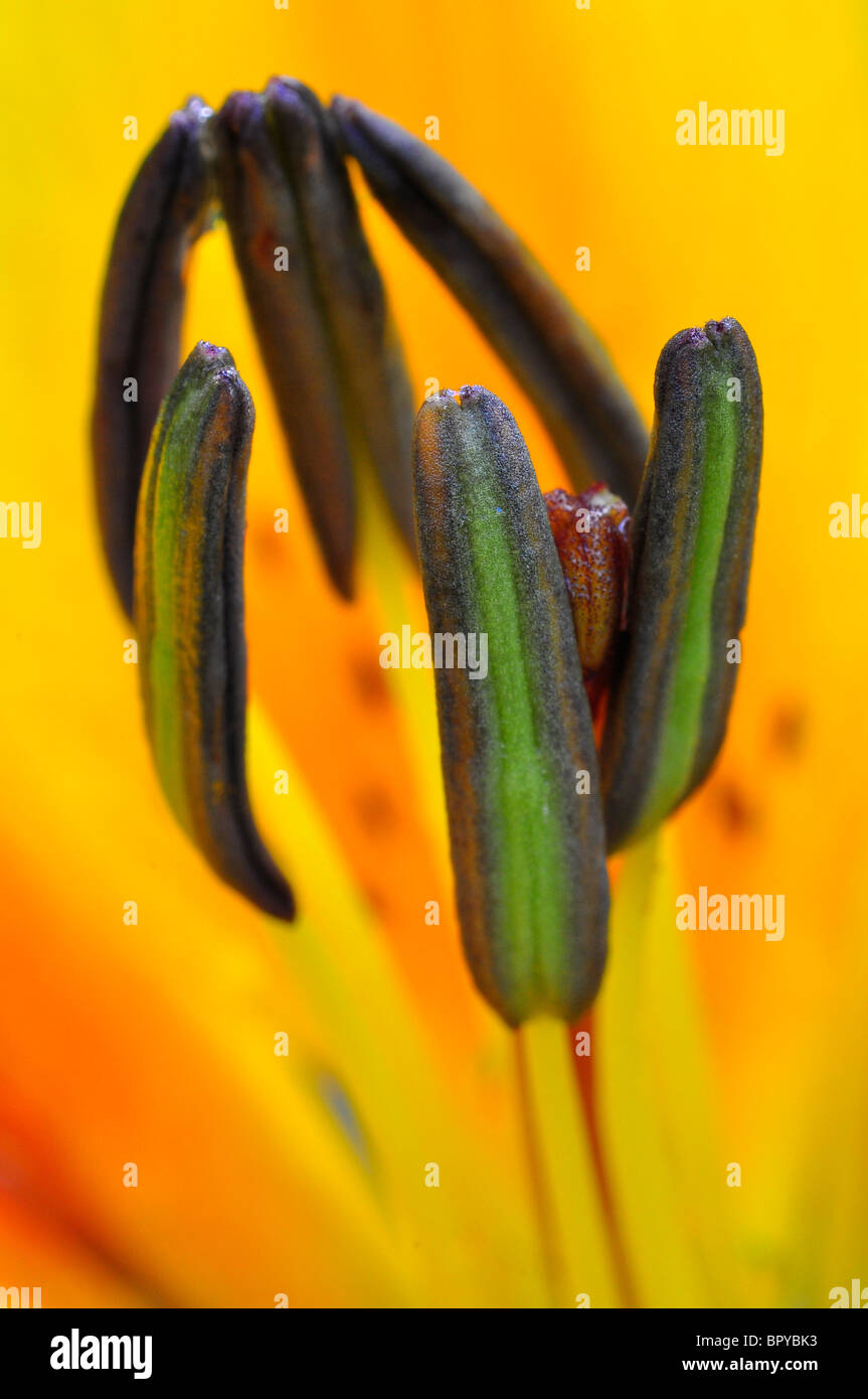 Anthers High Resolution Stock Photography and Images - Alamy