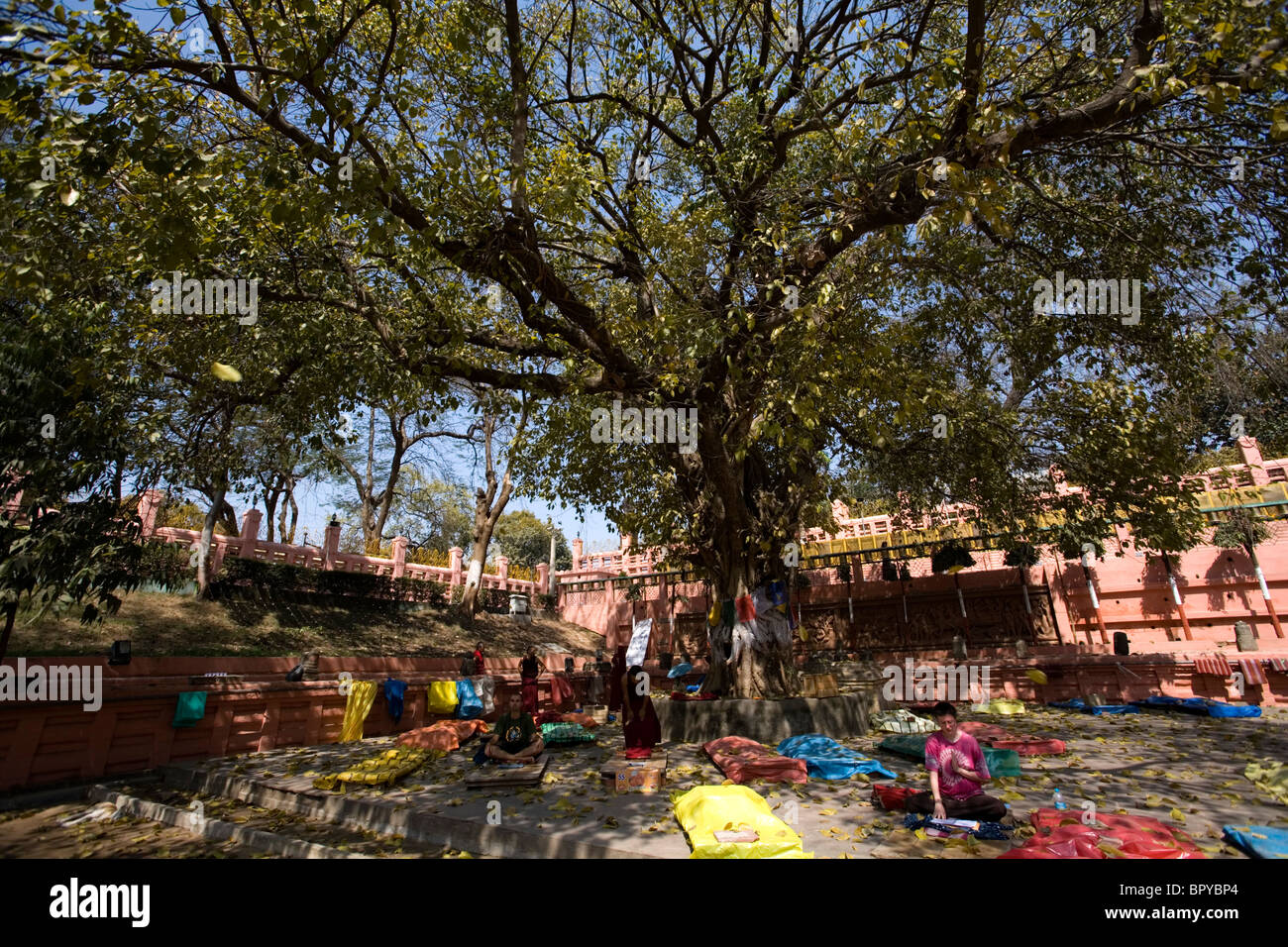 Bo tree bodh gaya hi-res stock photography and images - Alamy