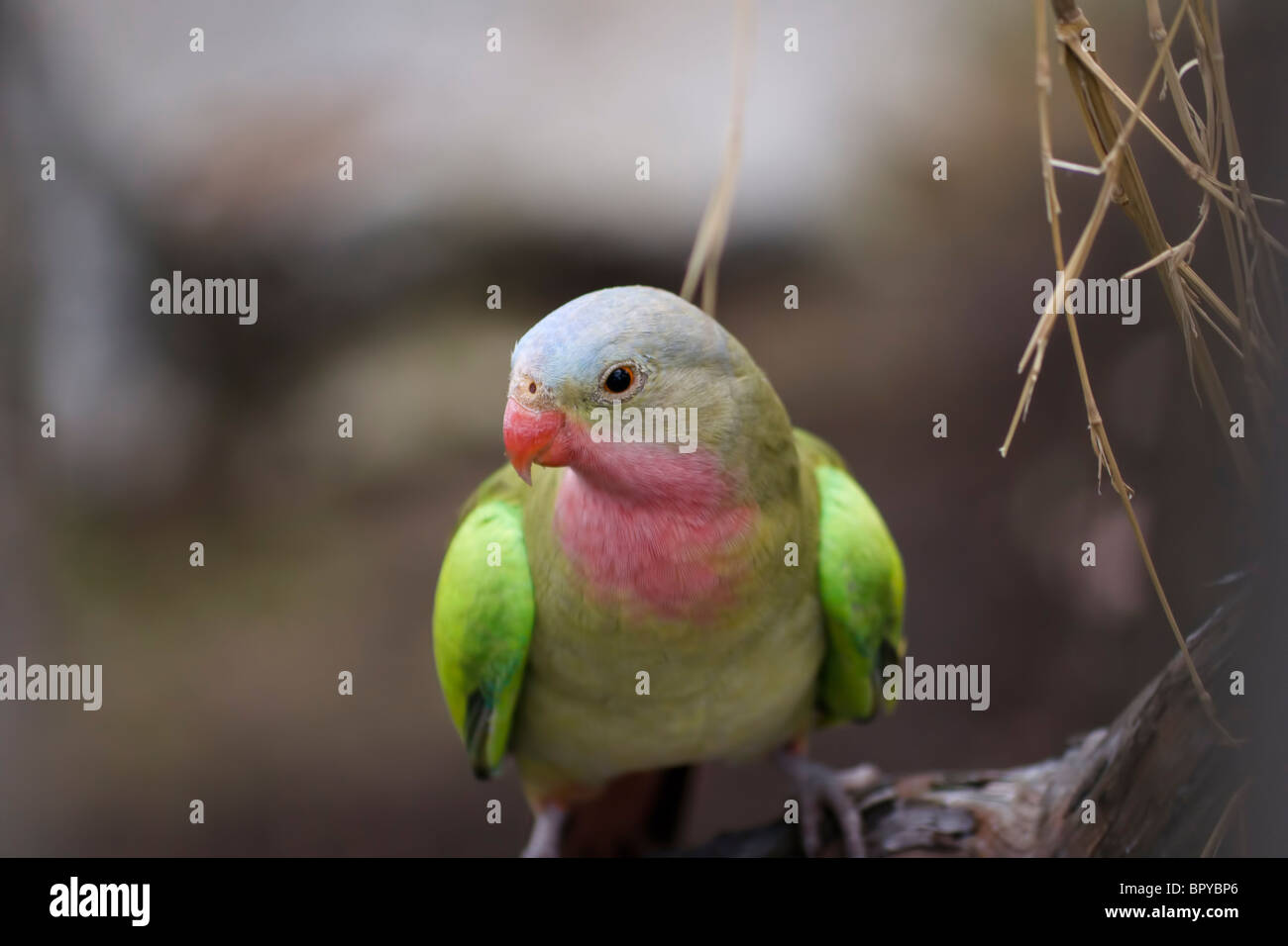 Princess Parrot (Polytelis alexandrae Stock Photo - Alamy