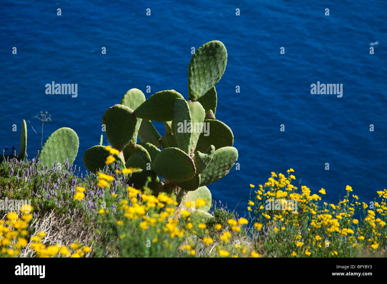 Above all cacti hi-res stock photography and images - Alamy
